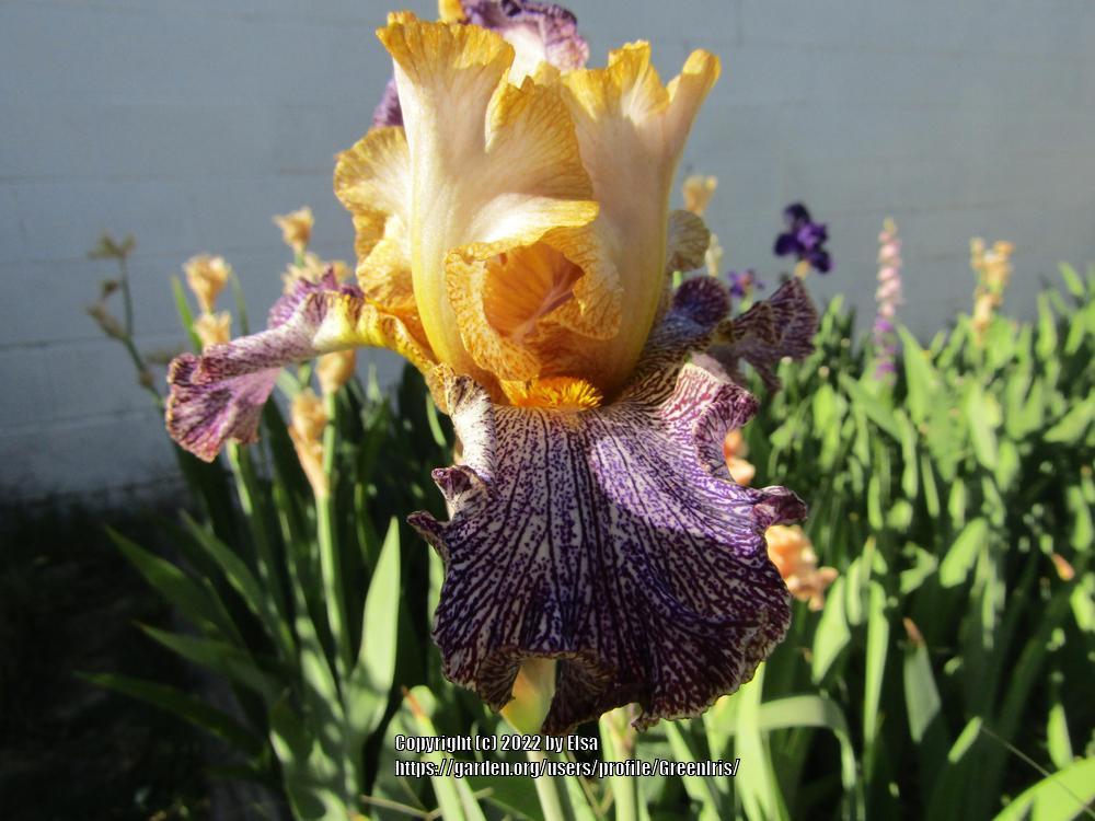 Photo of the bloom of Tall Bearded Iris (Iris 'Dipped in Dots') posted ...