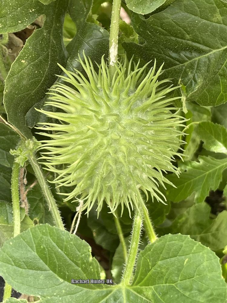 Photo of the fruit of Maxixe (Cucumis anguria) posted by RachaelHunter ...