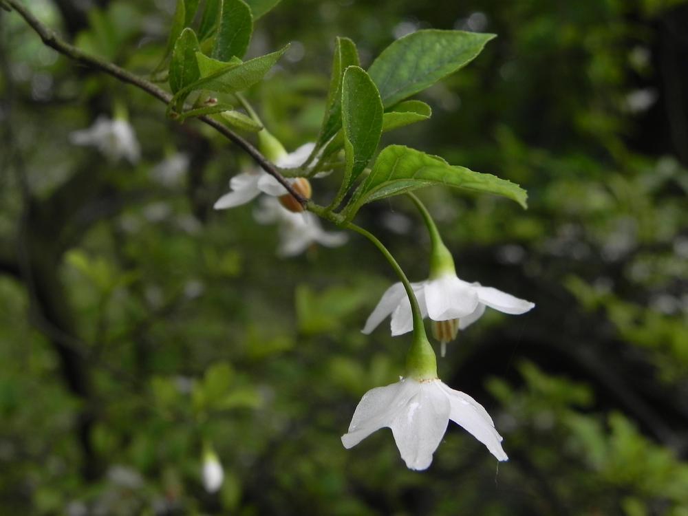 Photo of the bloom of Japanese Snowbell (Styrax japonicus 'Carillon ...