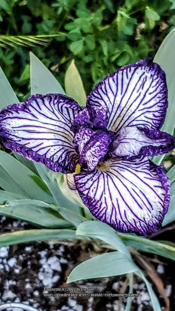 Photo of the bloom of Intermediate Bearded Iris (Iris 'Line Drive ...