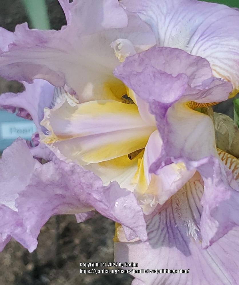 Photo of the bloom of Tall Bearded Iris (Iris 'Cabbage Patch Kid ...