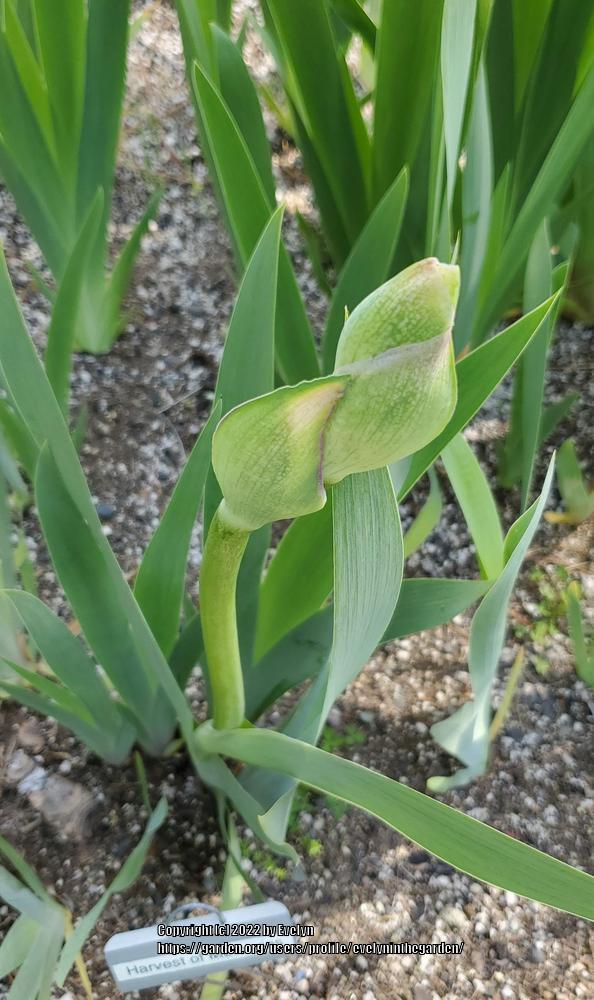 Photo of the closeup of buds, sepals and receptacles of Tall Bearded ...