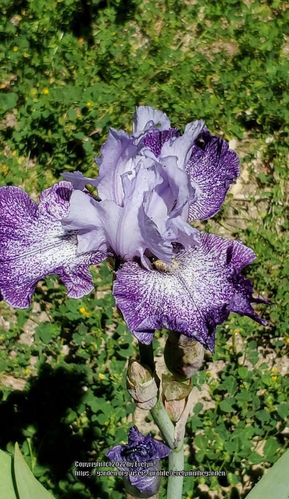 Photo of the bloom of Iris 'Splashacata' posted by evelyninthegarden - Garden.org