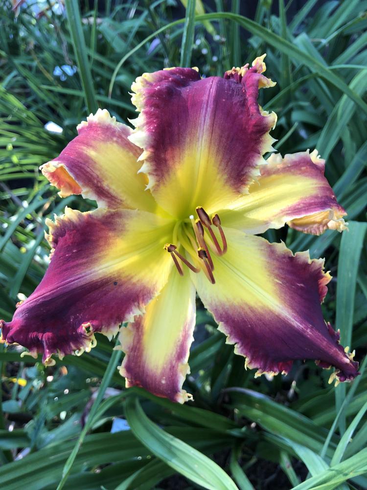 Photo of the bloom of Daylily (Hemerocallis 'Spacecoast Sabertooth ...