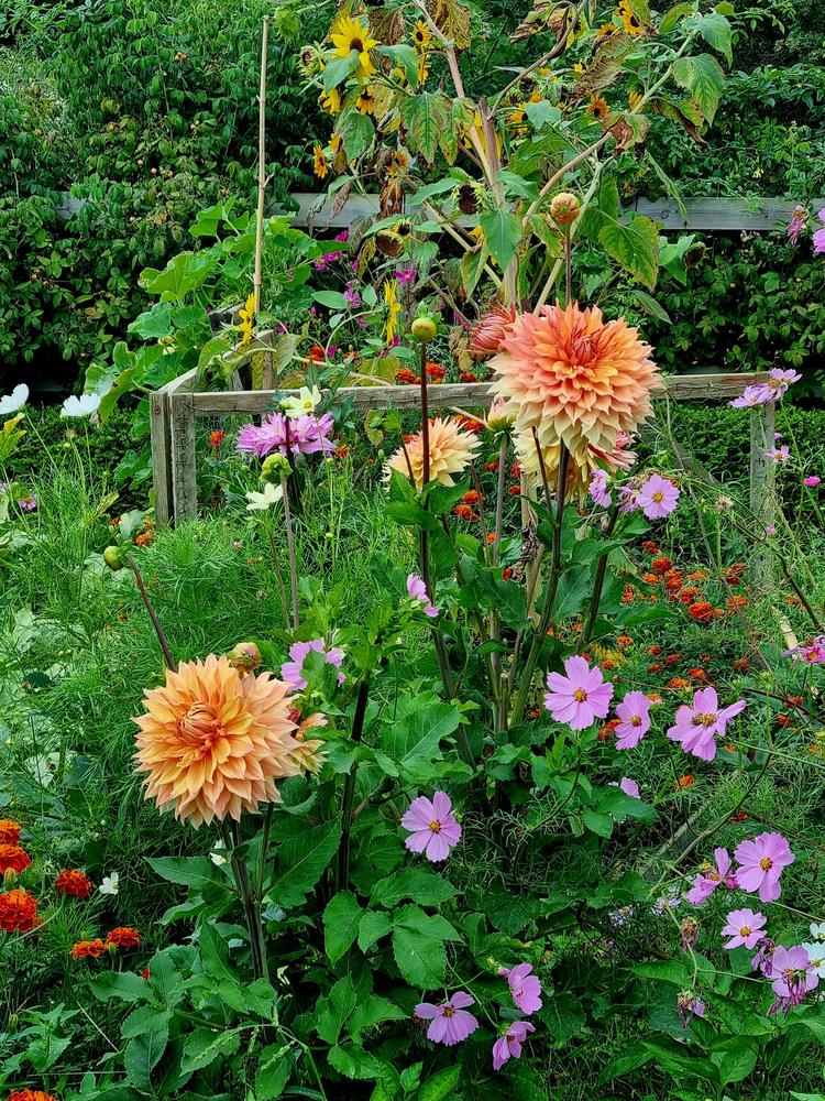 Photo of the entire plant of Dahlia 'Hamari Gold' posted by mbotanas ...