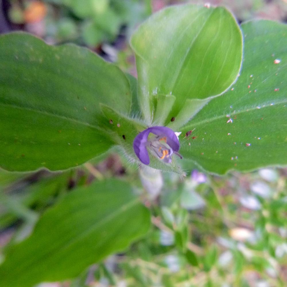 Photo of the bloom of Tropical Spiderwort (Commelina benghalensis ...