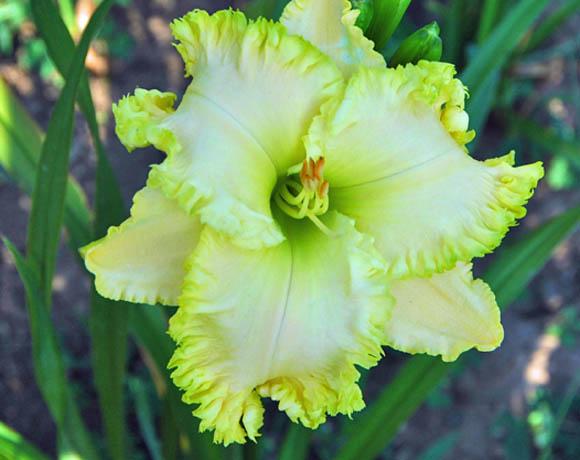 Photo of the entire plant of Daylily (Hemerocallis 'Moon Shimmers ...