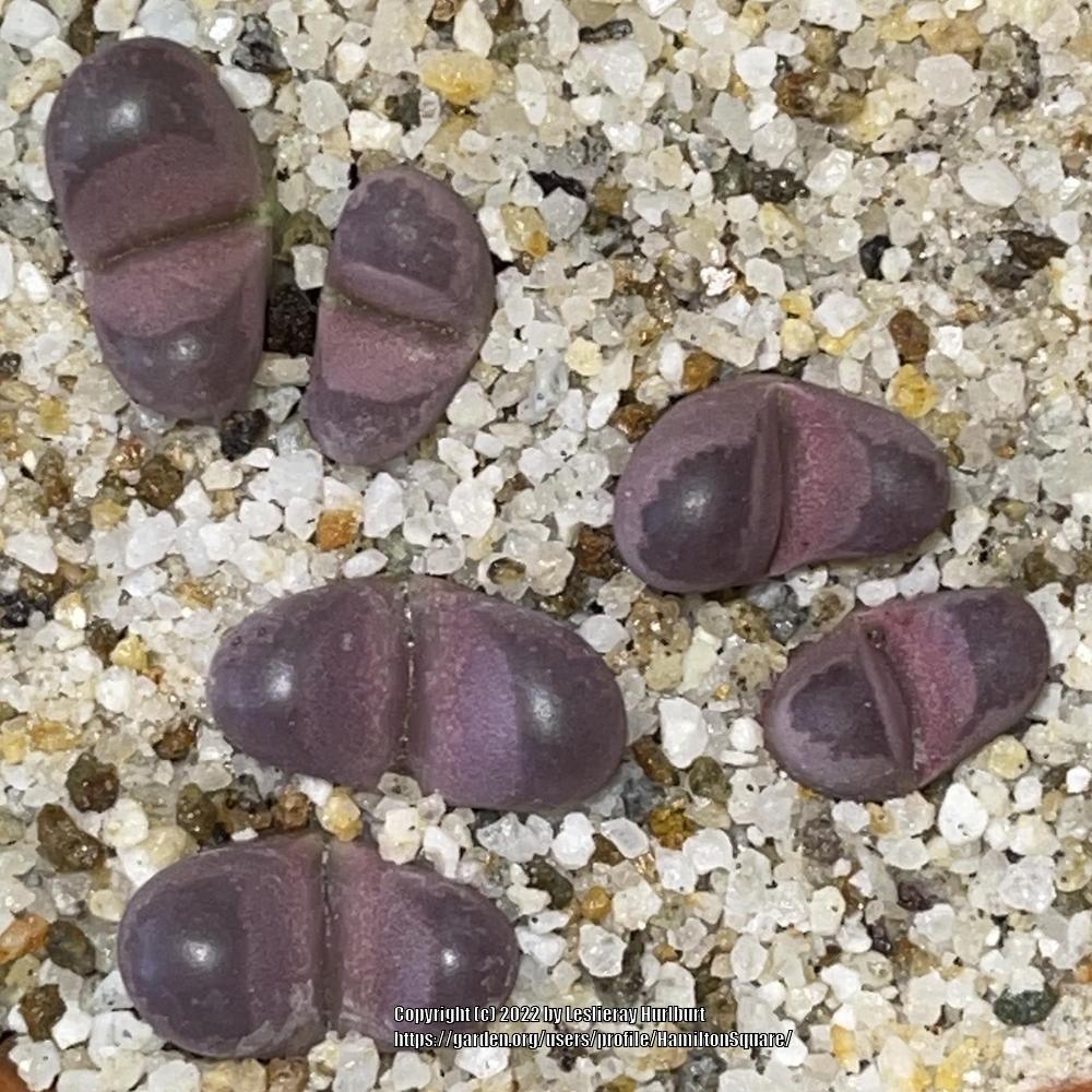 Photo of the entire plant of Living Stones (Lithops optica 'Rubra ...