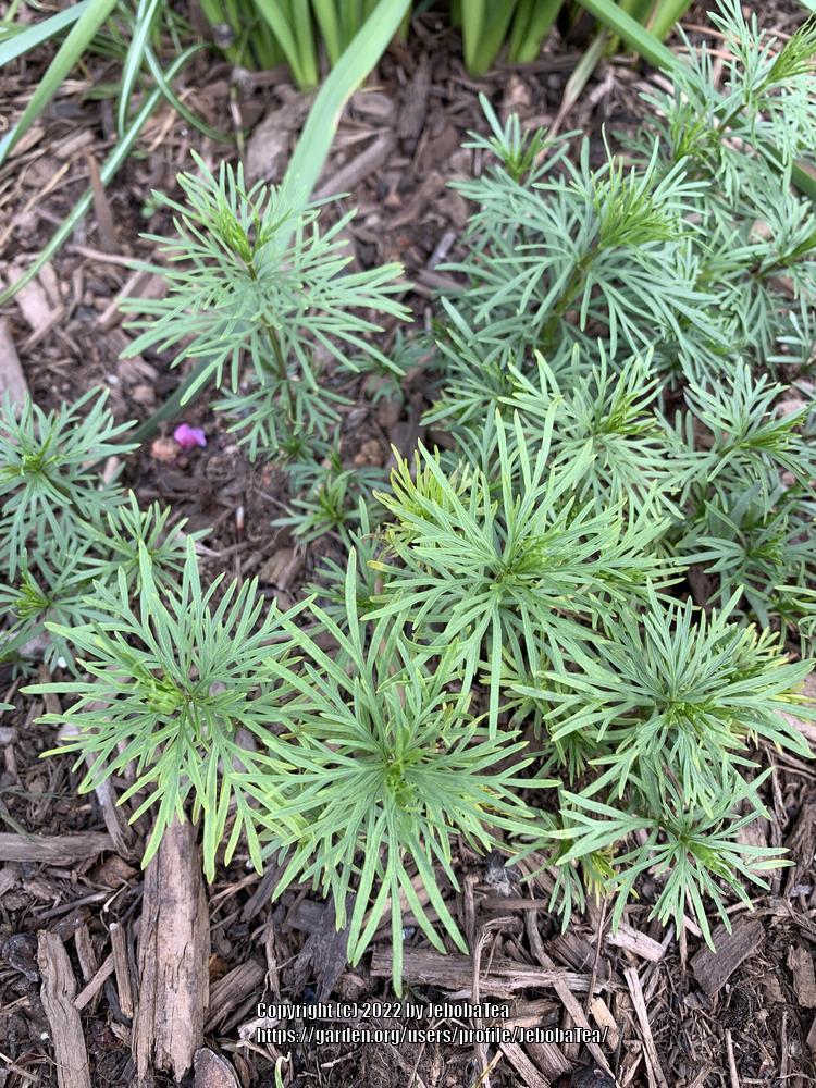 Photo of the entire plant of Threadleaf Coreopsis (Gyrophyllum ...