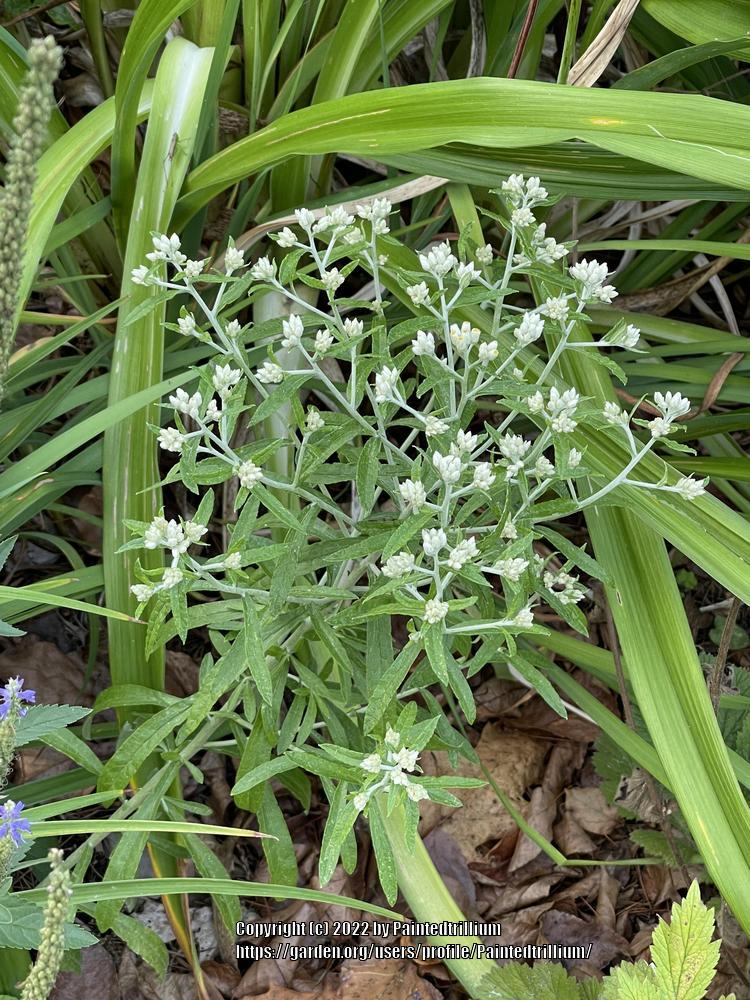 Photo of the entire plant of Sweet Everlasting (Pseudognaphalium ...