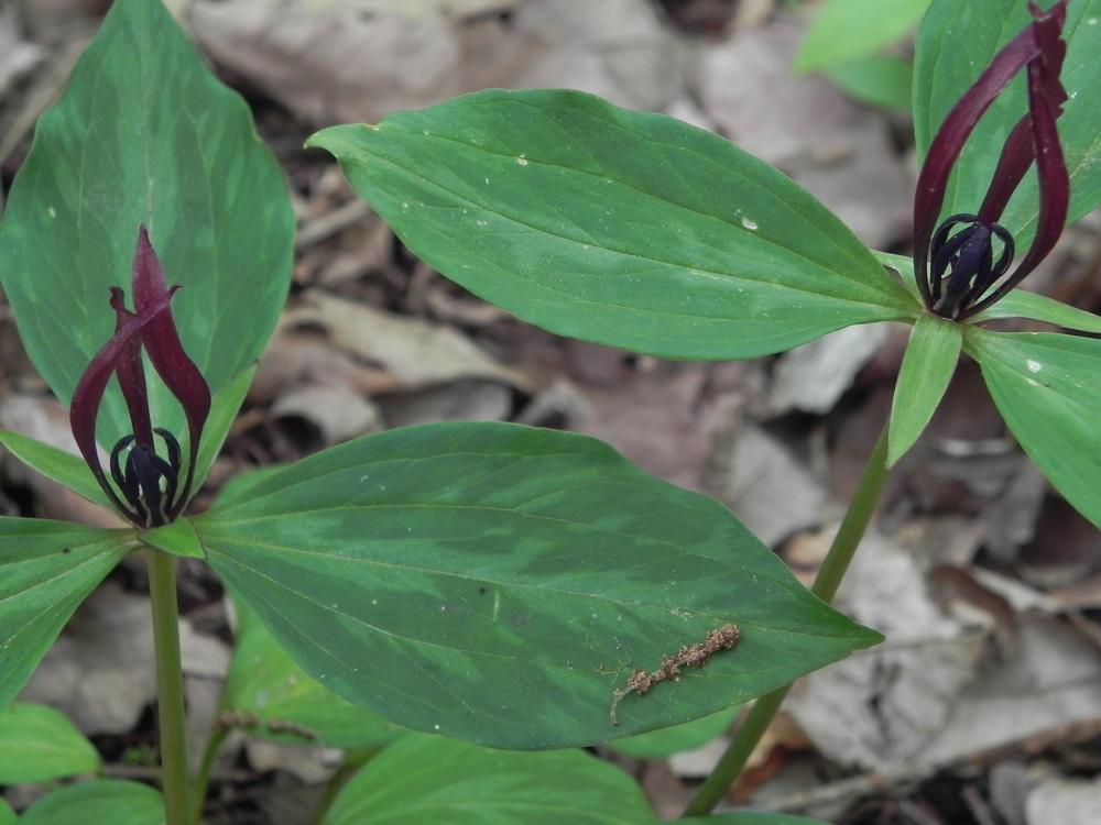 Photo of the bloom of Lanceleaf Trillium (Trillium lancifolium) posted ...