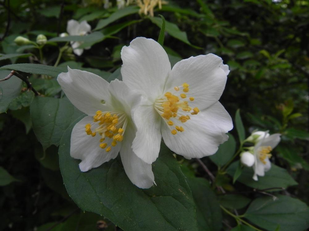 Photo of the bloom of Mock Orange (Philadelphus pubescens) posted by SL_gardener - Garden.org