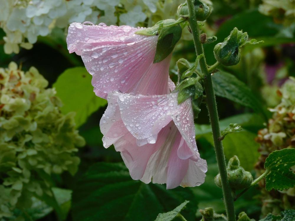 Hollyhock (Alcea rosea 'Simplex') - Garden.org