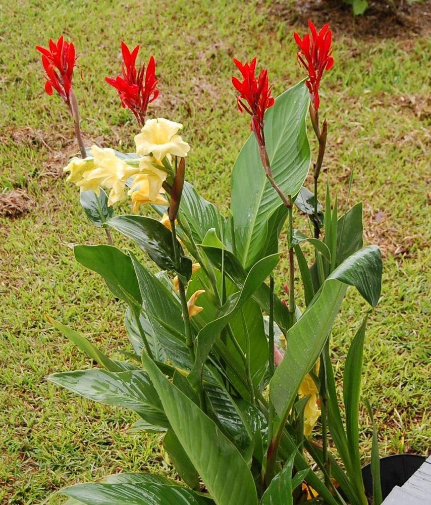 Photo of the entire plant of Canna Lily (Canna indica) posted by ...