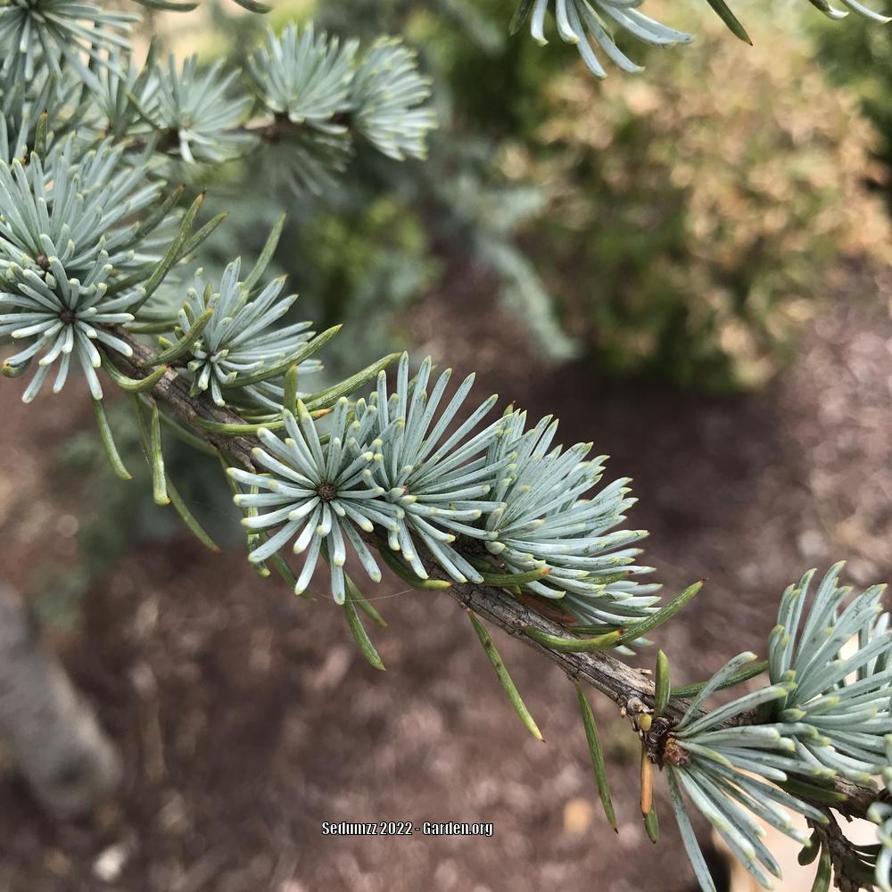 Photo of the leaves of Blue Atlas Cedar (Cedrus atlantica 'Glauca ...