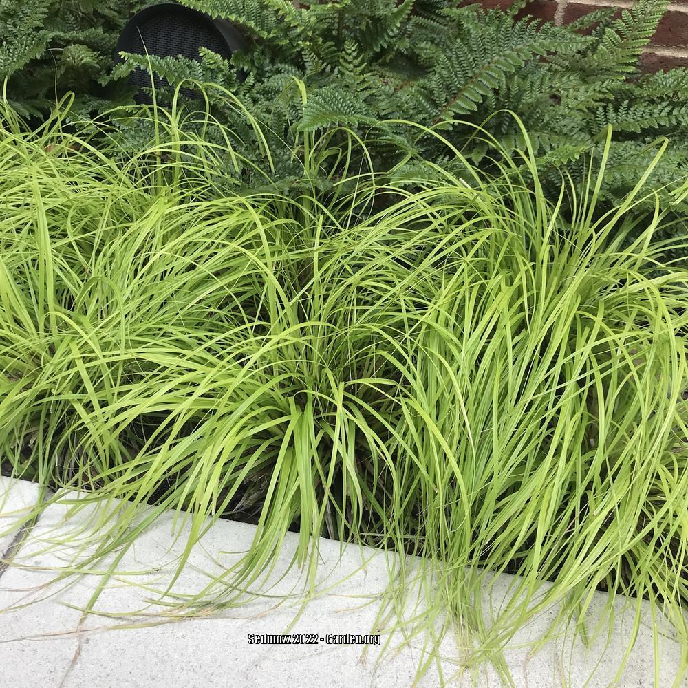 Photo of the entire plant of Bowles' Golden Sedge (Carex elata 'Aurea ...