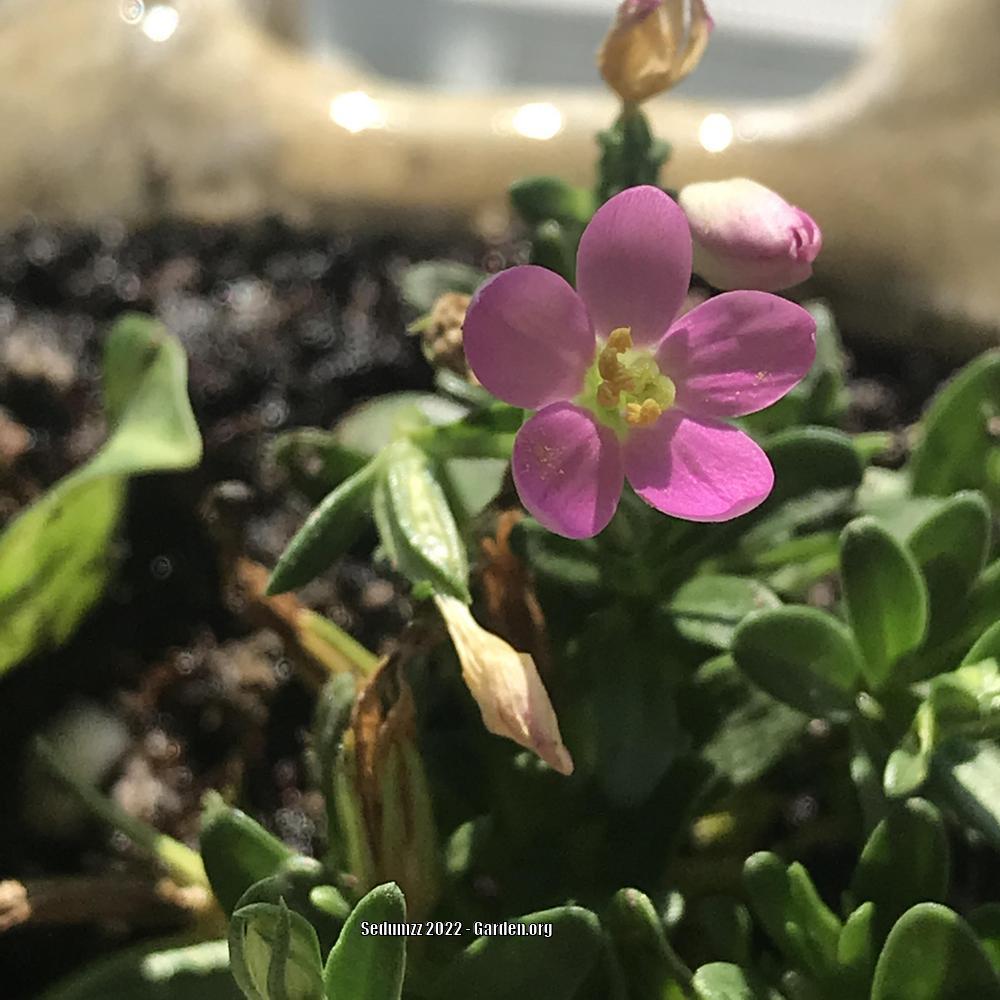 Photo of the bloom of Fairy Tulip (Centaurium scilloides) posted by ...