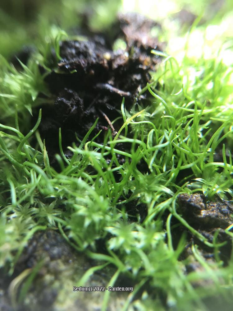 Photo of the leaves of Utricularia fulva posted by sedumzz - Garden.org