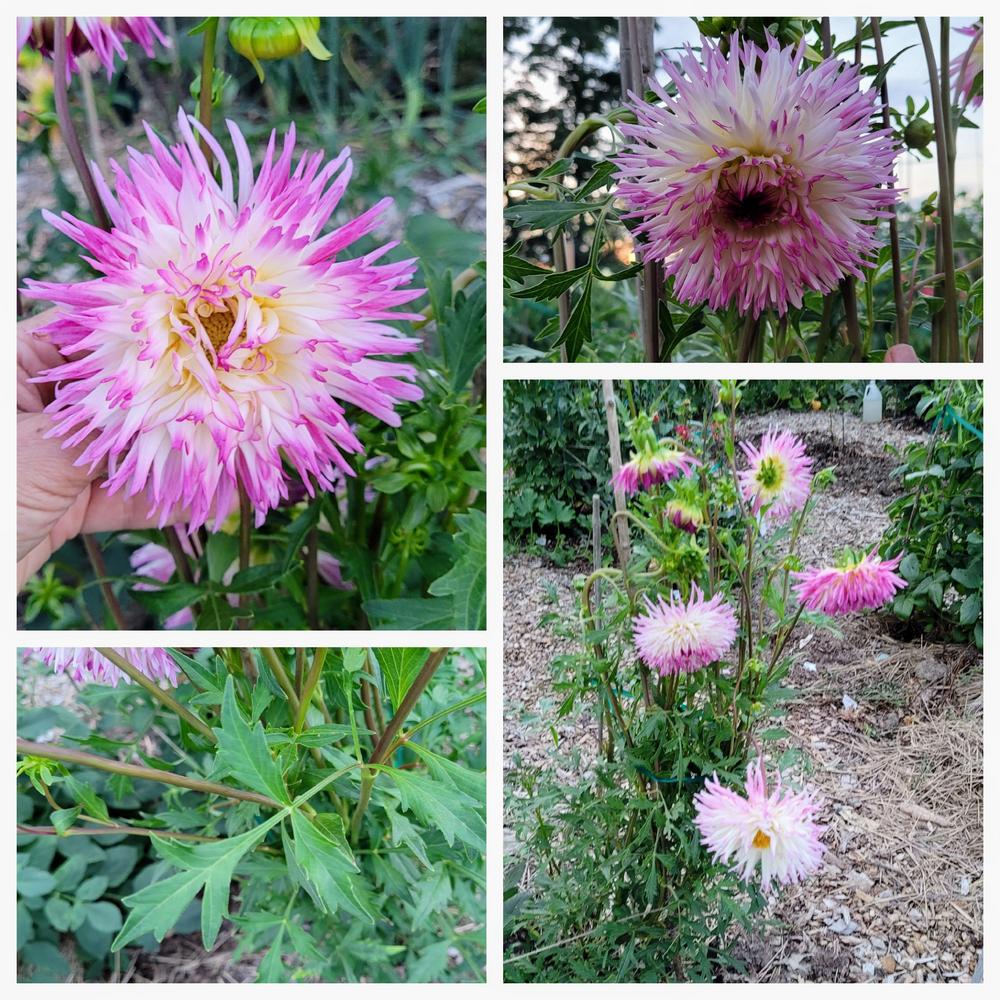 Photo of the entire plant of Dahlia 'Maks Michele' posted by dnrevel ...