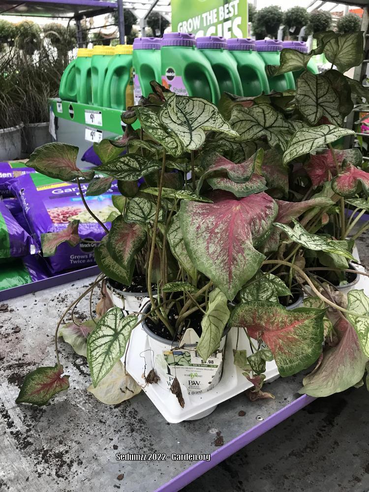 Photo of the entire plant of Strap-Leaf Caladium (Caladium Heart to ...