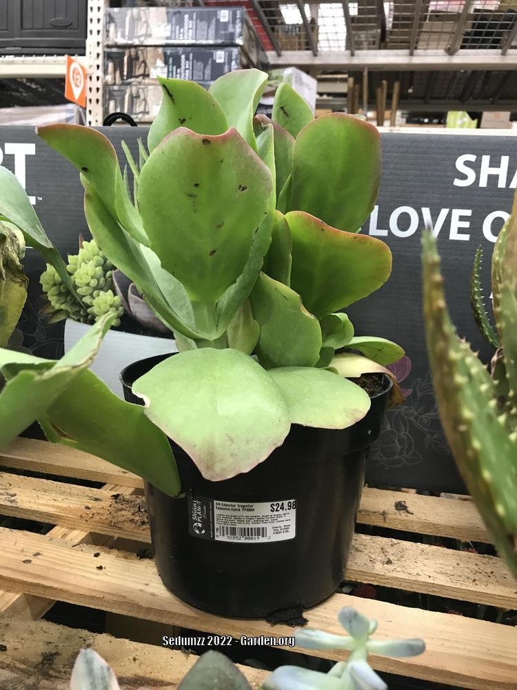 Photo of the entire plant of Kalanchoe 'Dragonfire' posted by sedumzz ...