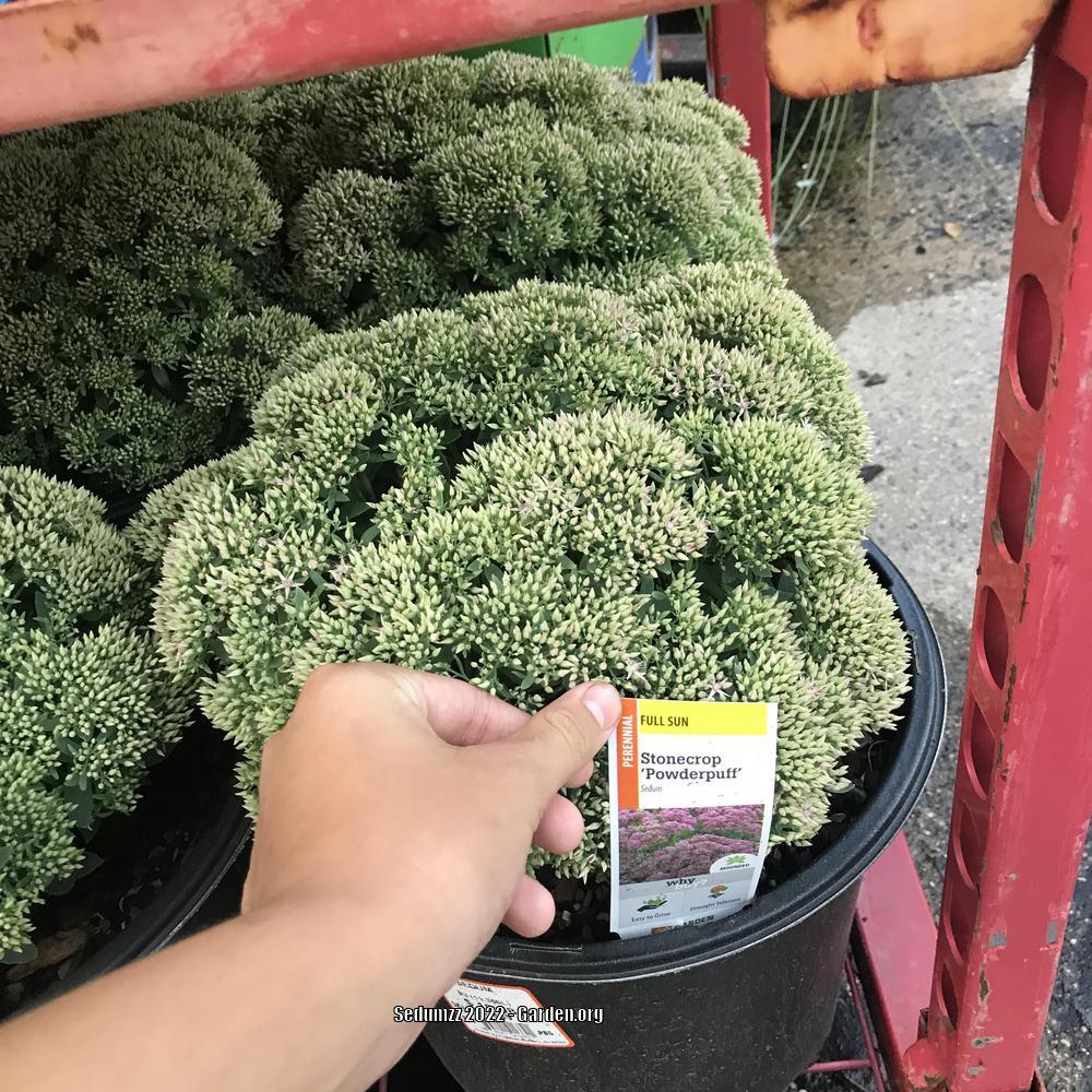 Photo of the entire plant of Stonecrop (Hylotelephium spectabile ...