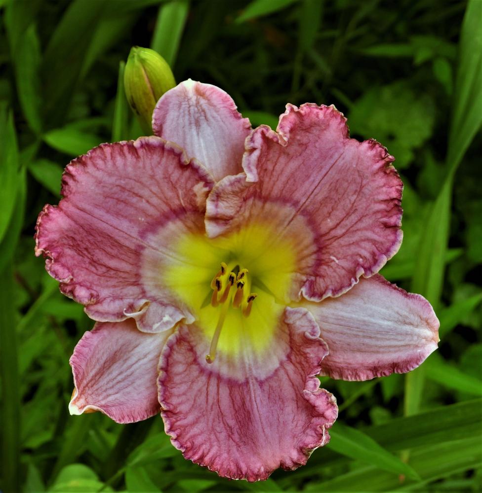Photo of the bloom of Daylily (Hemerocallis 'Patterns of Love') posted ...