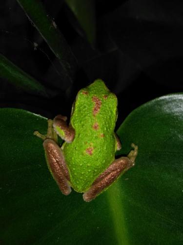 Frog on a Monstera in the Houseplants forum - Garden.org