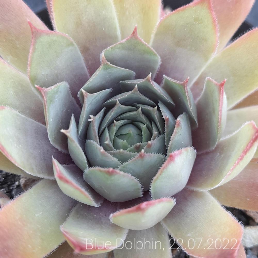 Photo of the entire plant of Hens and Chicks (Sempervivum 'Blue Dolphin ...