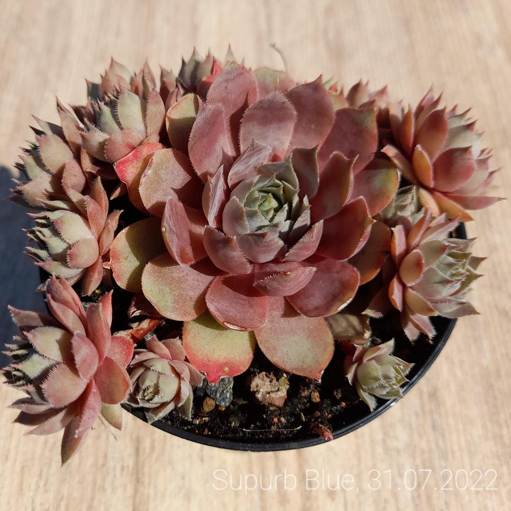 Photo of the entire plant of Hen and Chicks (Sempervivum 'Supurb Blue ...