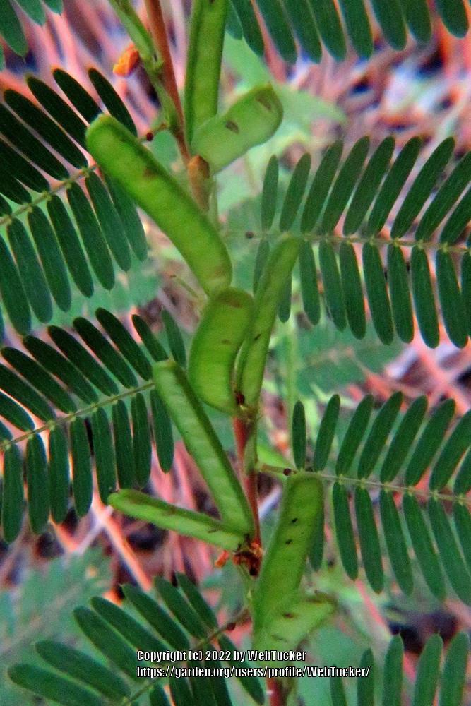 Photo of the seed pods or heads of Partridge-pea (Chamaecrista ...