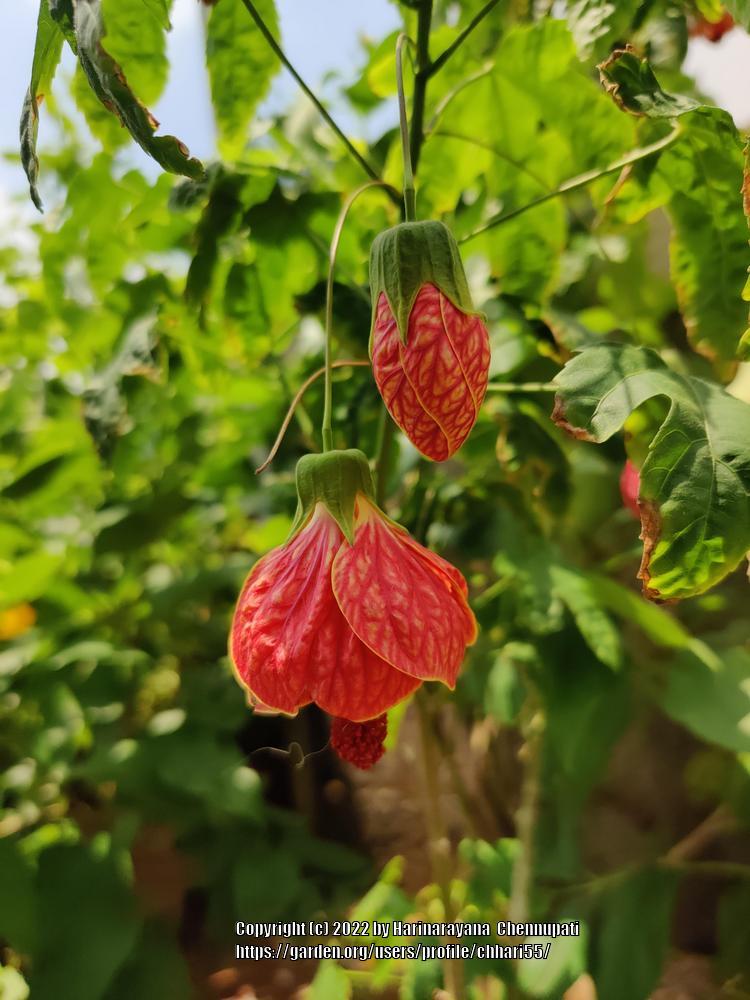 Photo of the bloom of Abutilon (Callianthe picta) posted by chhari55 ...