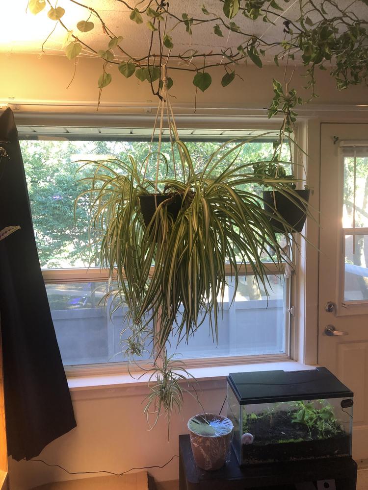 spider plant stem hanging over the side of the pot in the Ask a Question forum - Garden.org