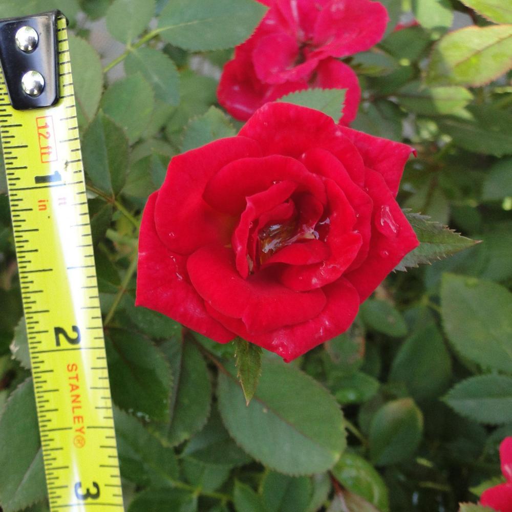 Photo of the bloom of Rose (Rosa 'Cherry Frost') posted by ...