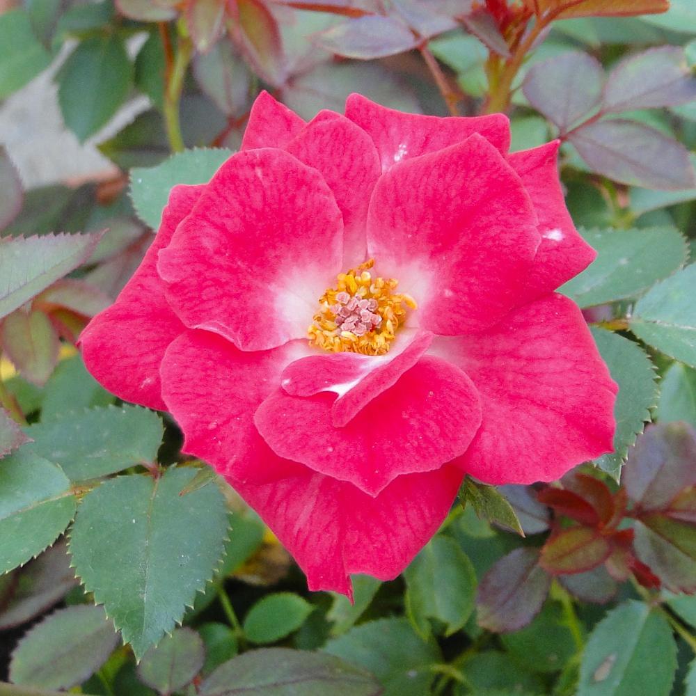 Photo of the bloom of Rose (Rosa 'Cherry Frost') posted by ...
