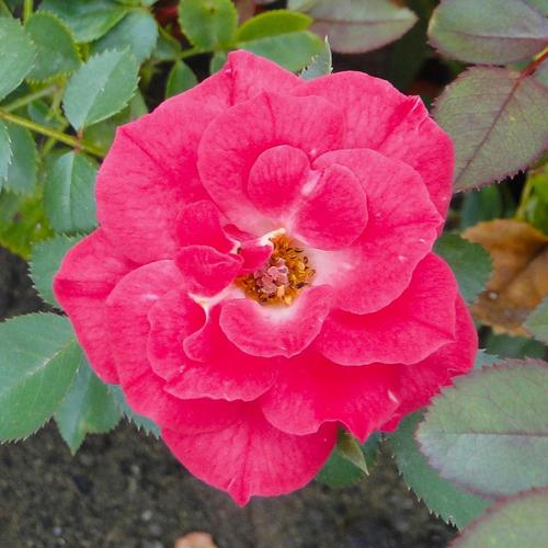 Rose (Rosa 'Cherry Frost') in the Roses Database - Garden.org