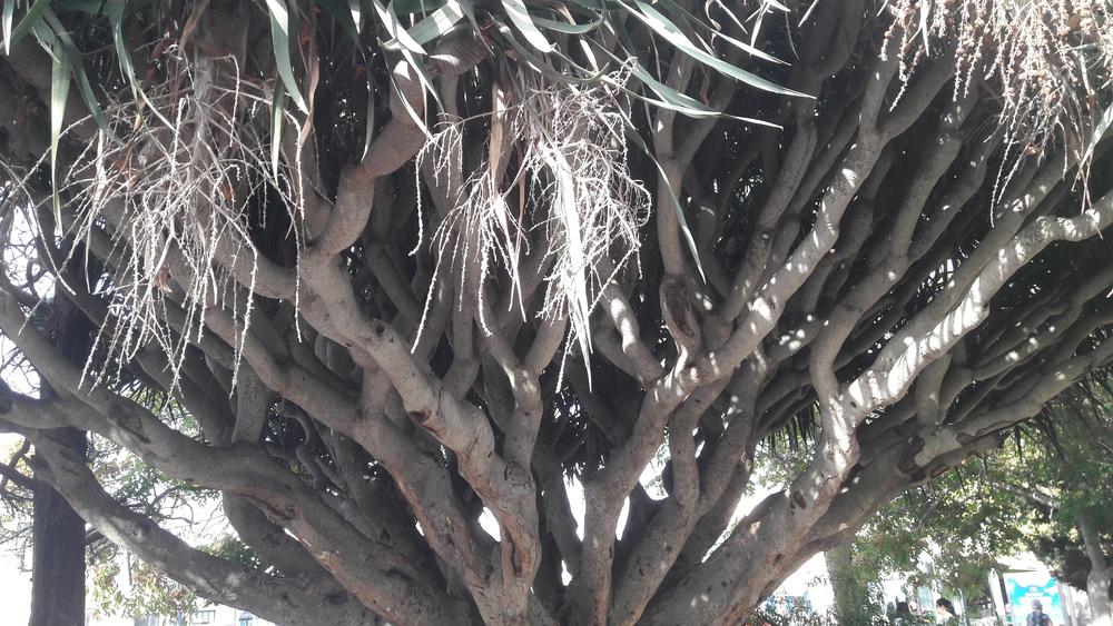 Photo of the stem, scape, stalk or bark of Canary Islands Dragon Tree ...