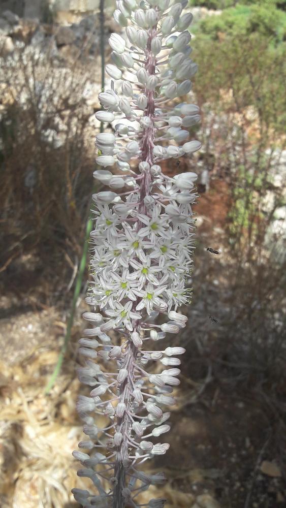 Photo of the stem, scape, stalk or bark of Sea Squill (Drimia maritima ...