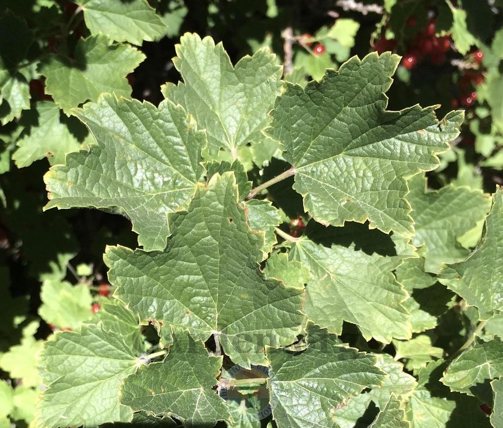 Photo of the leaves of Alpine Currant (Ribes alpinum) posted by ...