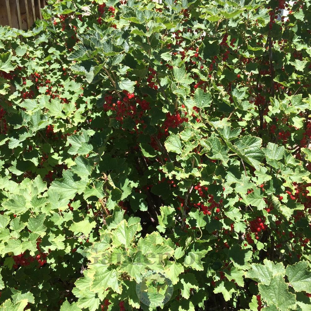 Photo of the entire plant of Alpine Currant (Ribes alpinum) posted by ...