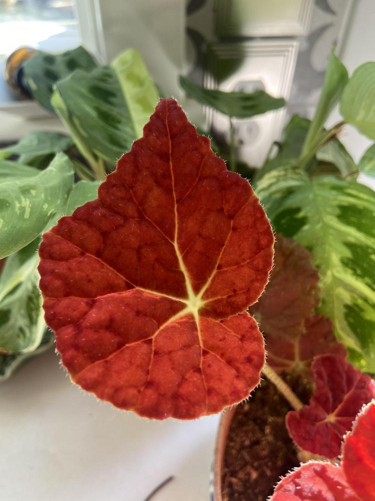 Photo of the leaves of Begonia 'Autumn Ember' posted by Calif_Sue ...
