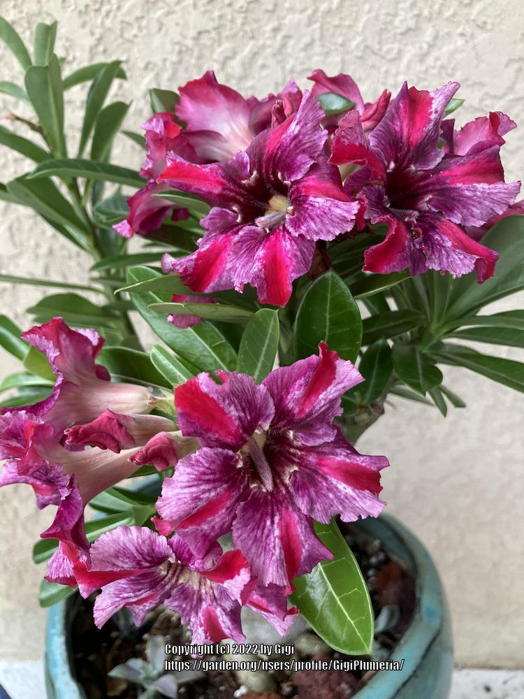 Desert Rose (Adenium obesum 'Tavee Sap') in the Adeniums Database ...