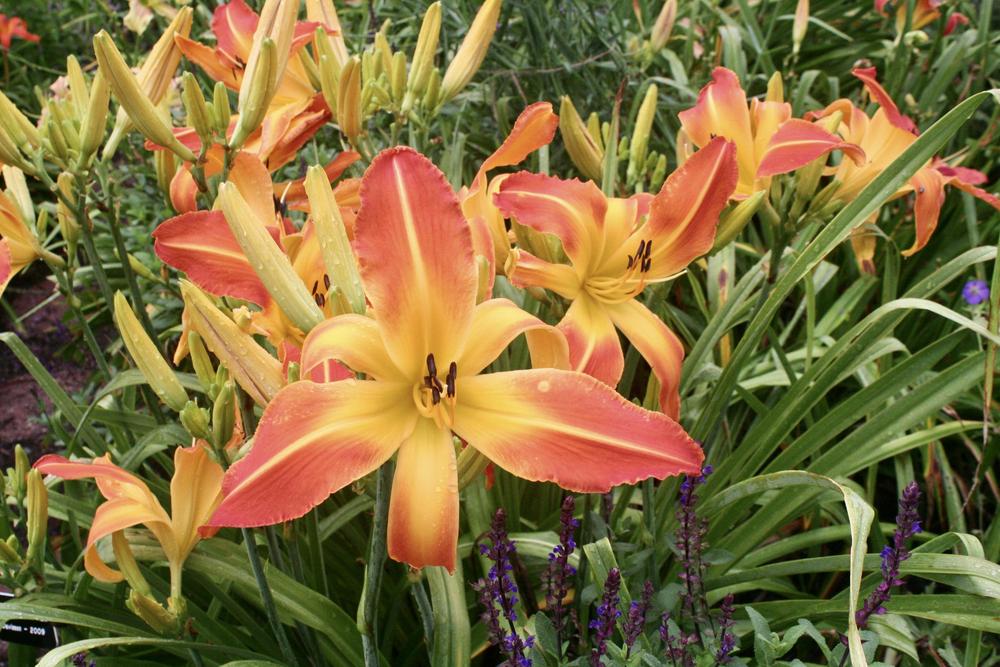 Photo of the bloom of Daylily (Hemerocallis 'A Bloom with a View ...