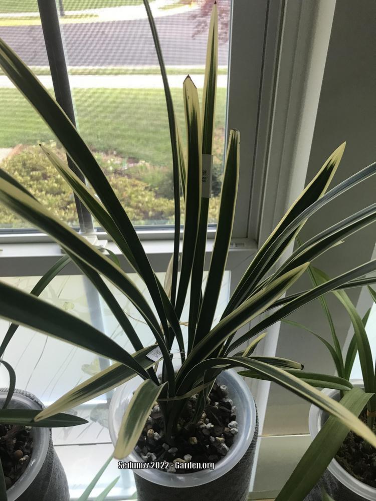 Photo of the entire plant of Variegated Chinese Orchid (Cymbidium ...