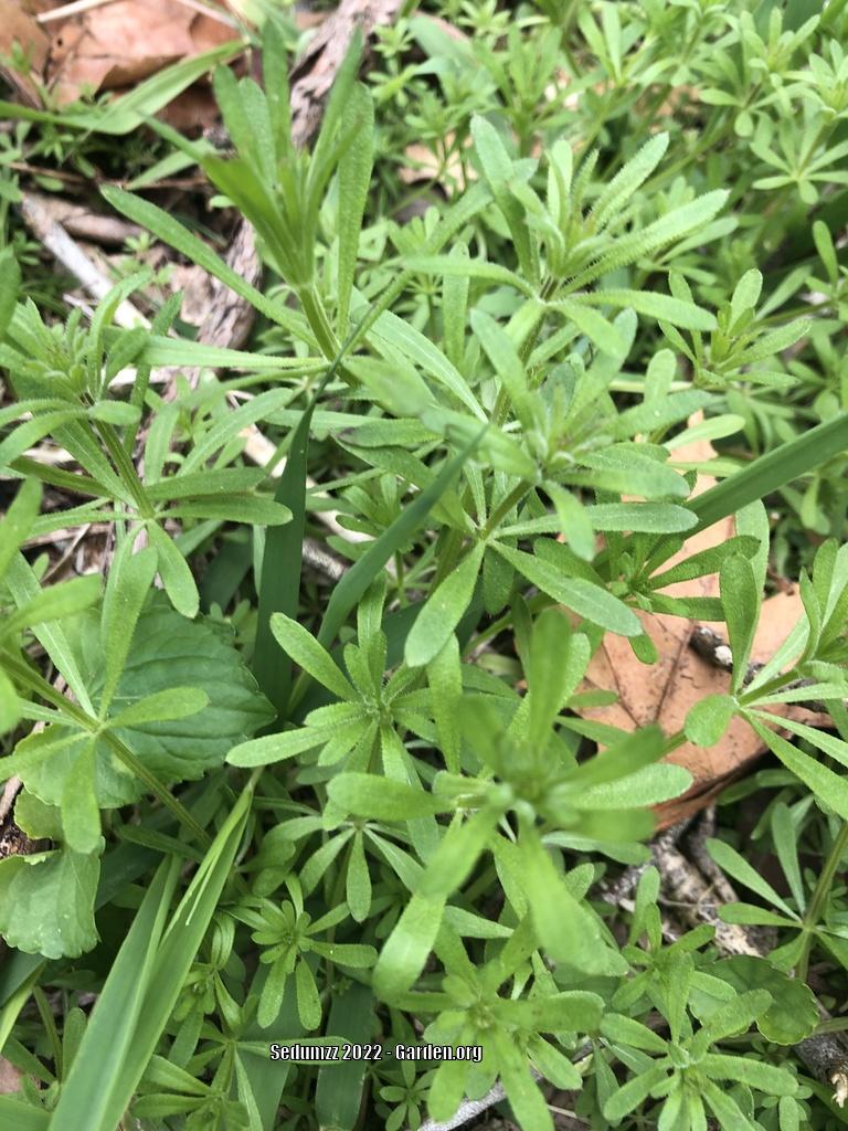 Photo of the entire plant of Cleavers (Galium aparine) posted by ...
