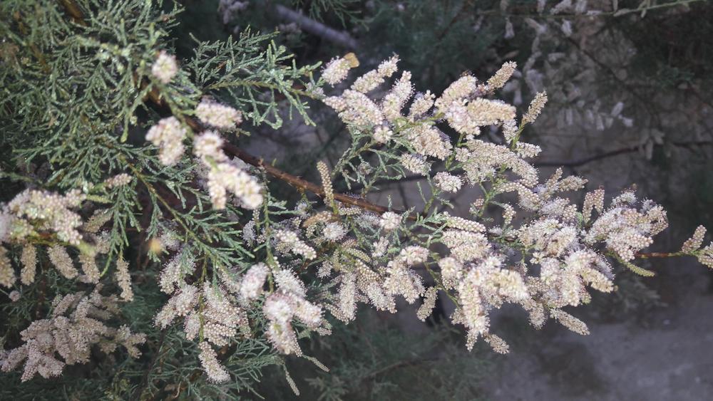 Saltcedar (Tamarix africana) - Garden.org