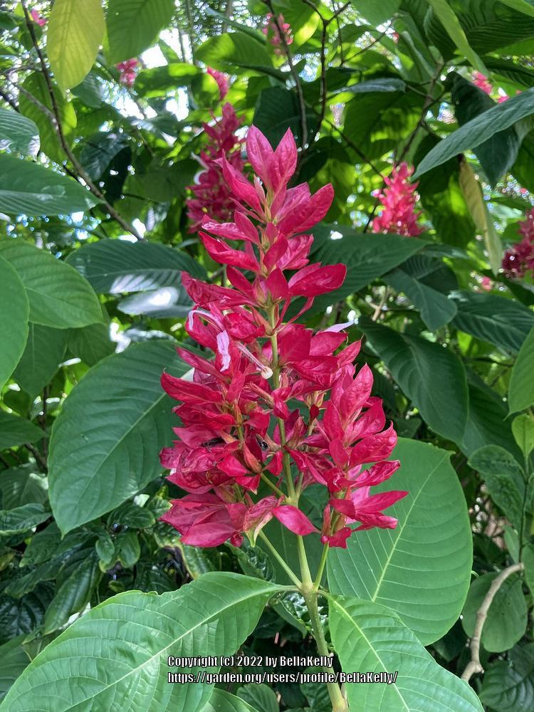 Brazilian Red Cloak (Megaskepasma erythrochlamys) - Garden.org