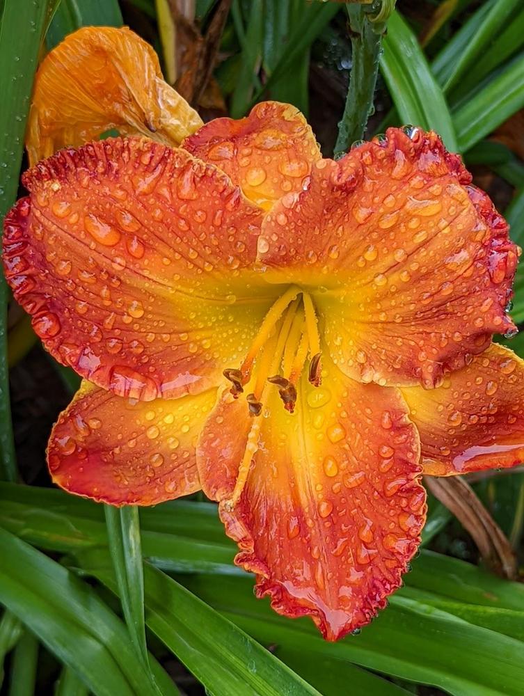 Photo of the bloom of Daylily (Hemerocallis 'Cherokee Bonfire') posted ...