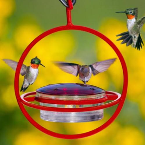 wasps chasing hummingbirds off feeders. in the Gardening for ...