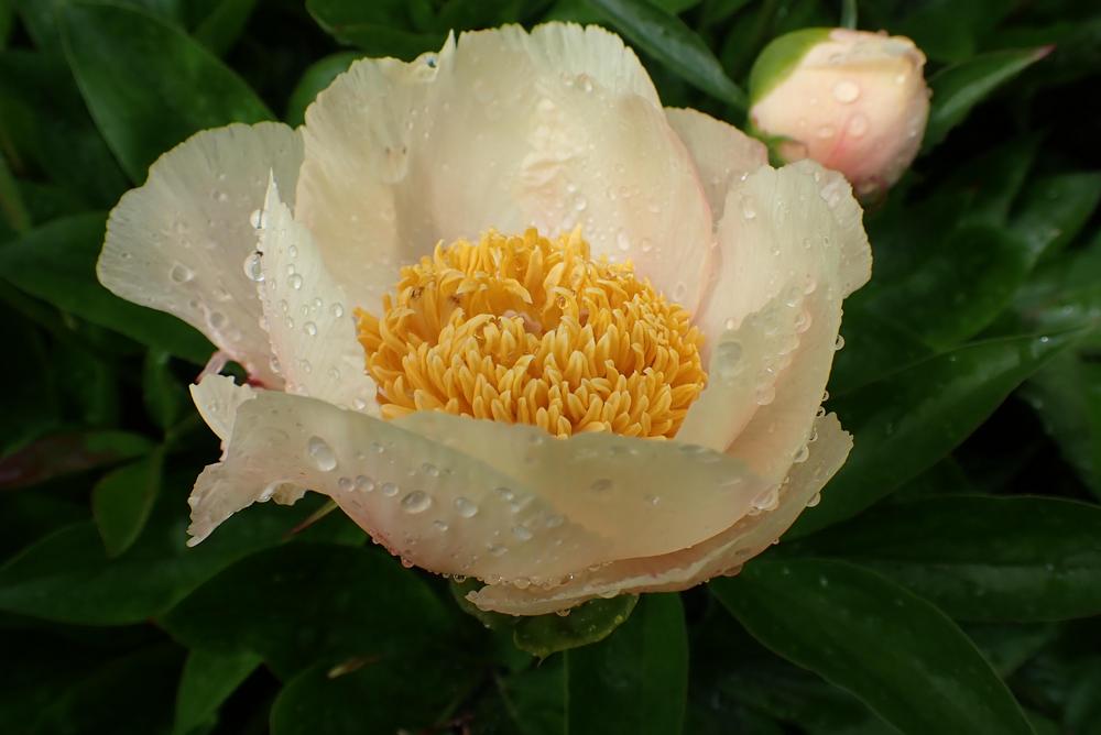 Photo of the bloom of Peony (Paeonia 'Sunlight') posted by Vals_Garden ...